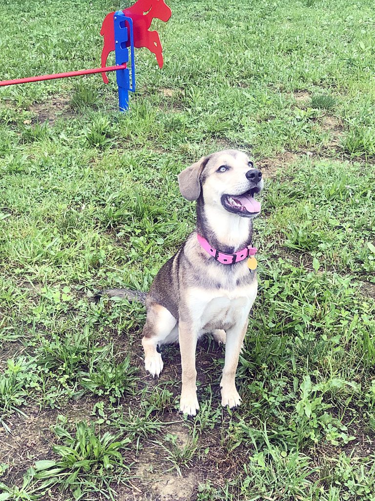 South Union turns blight into dog park - Herald-Standard